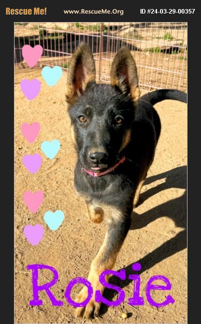 ADOPT 24032900357 ~ German Shepherd Rescue ~ Riverside, CA