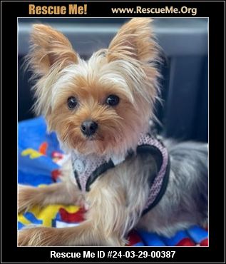 - California Yorkie Rescue - ADOPTIONS - Rescue Me!