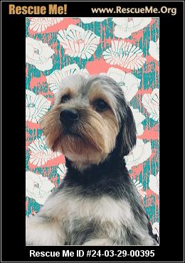 - Virginia Yorkie Rescue - ADOPTIONS - Rescue Me!