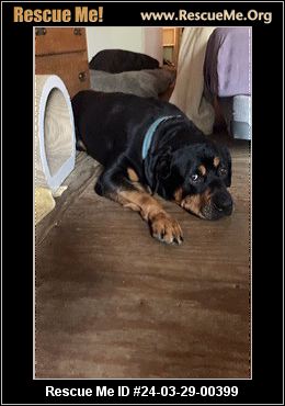- Virginia Rottweiler Rescue - ADOPTIONS - Rescue Me!