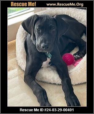 - Paw Patrol Animal Rescue and Sanctuary - Boca Raton, FL - AVAILABLE PETS