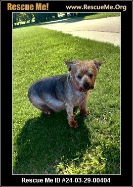 - Arizona Yorkie Rescue - ADOPTIONS - Rescue Me!