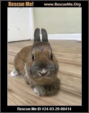 - Illinois Rabbit Rescue - ADOPTIONS - Rescue Me!