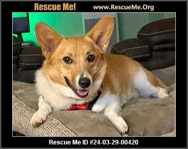 - Texas Corgi Rescue - ADOPTIONS - Rescue Me!