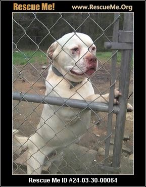 - South Carolina Dog Rescue - ADOPTIONS - Rescue Me!