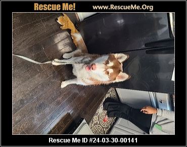 - Ohio Siberian Husky Rescue - ADOPTIONS - Rescue Me!