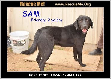- Idaho Dog Rescue - ADOPTIONS - Rescue Me!