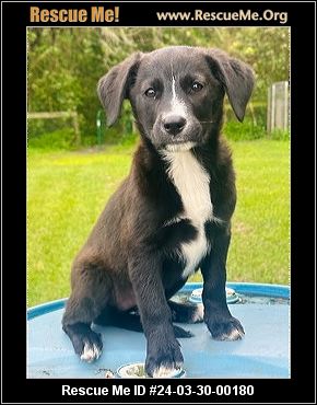 - Florida Border Collie Rescue - ADOPTIONS - Rescue Me!