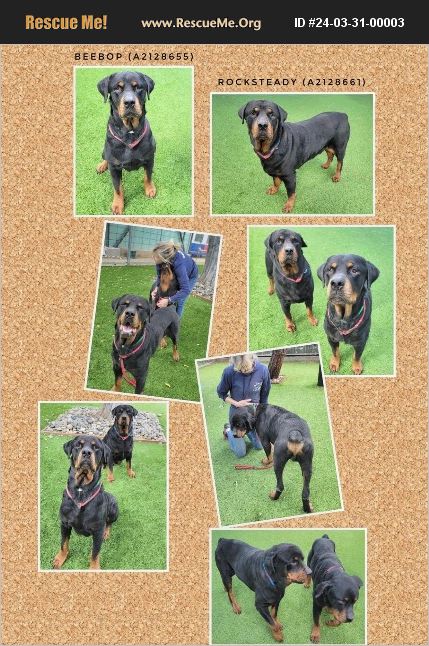 ADOPT 24033100003 ~ Rottweiler Rescue ~ Van Nuys, CA
