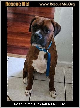 - Florida Boxer Rescue - ADOPTIONS - Rescue Me!