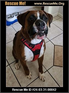 - Florida Boxer Rescue - ADOPTIONS - Rescue Me!