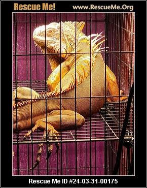 - New Jersey Reptile/Amphibian Rescue - ADOPTIONS - Rescue Me!