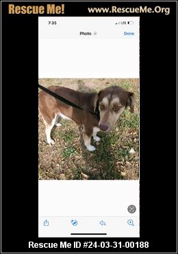 - Virginia Australian Shepherd Rescue - ADOPTIONS - Rescue Me!