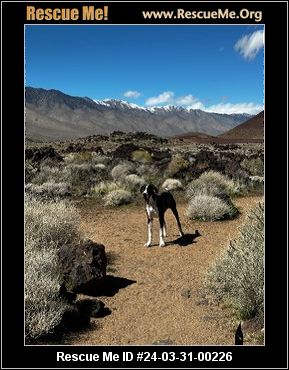- Nevada Dog Rescue - ADOPTIONS - Rescue Me!