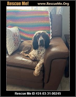 - Florida English Springer Spaniel Rescue - ADOPTIONS - Rescue Me!