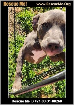 - Texas Pit Bull Rescue - ADOPTIONS - Rescue Me!