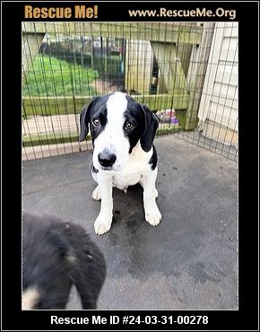 - Delaware Dog Rescue - ADOPTIONS - Rescue Me!