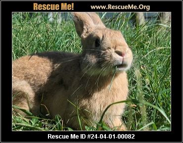- Kentucky Rabbit Rescue - ADOPTIONS - Rescue Me!