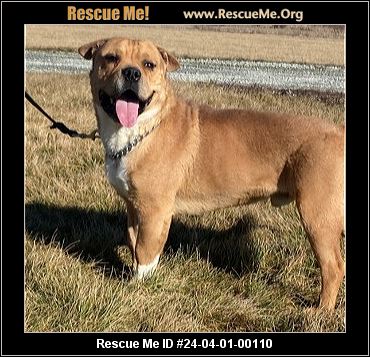 - Indiana Dog Rescue - ADOPTIONS - Rescue Me!