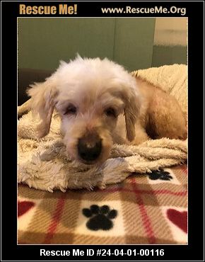 - Delaware Dog Rescue - ADOPTIONS - Rescue Me!