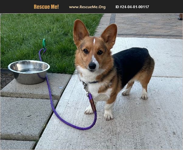 ADOPT 24040100117 ~ Corgi Rescue ~ Eugene, OR