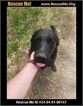 - Alabama Dog Rescue - ADOPTIONS - Rescue Me!