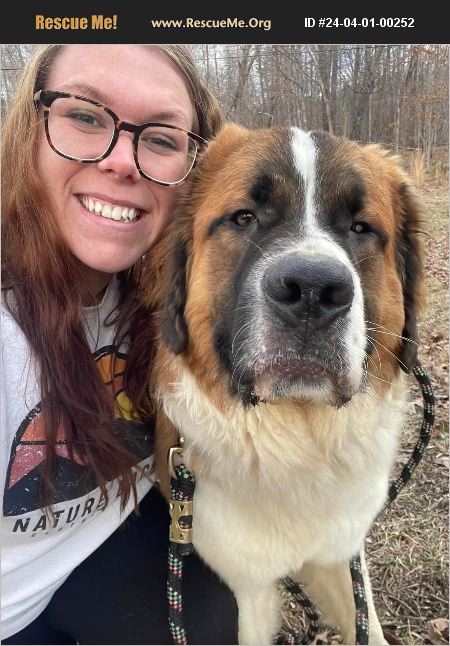 ADOPT 24040100252 ~ Saint Bernard Rescue ~ Roanoke, VA