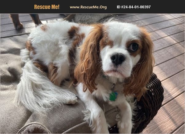 ADOPT 24040100397 ~ Cavalier Rescue ~ Wichita, KS
