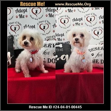 - Florida Maltese Rescue - ADOPTIONS - Rescue Me!