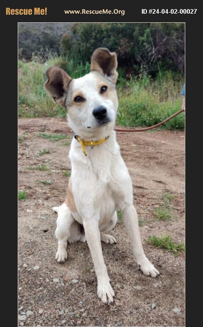 ADOPT 24040200027 ~ Canaan Dog Rescue ~ San Diego, CA