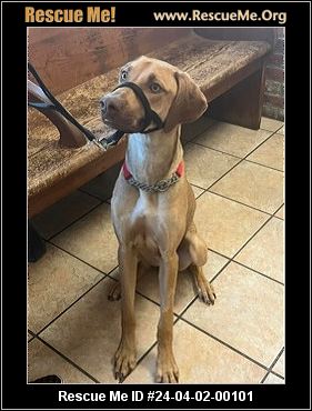- California Rhodesian Ridgeback Rescue - ADOPTIONS - Rescue Me!