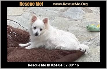 - Oregon Dog Rescue - ADOPTIONS - Rescue Me!