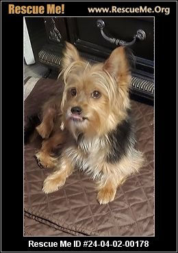 - Georgia Yorkie Rescue - ADOPTIONS - Rescue Me!