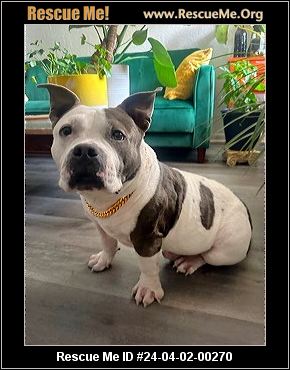 - Florida Bulldog Rescue - ADOPTIONS - Rescue Me!