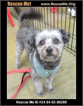 - California Schnauzer Rescue - ADOPTIONS - Rescue Me!