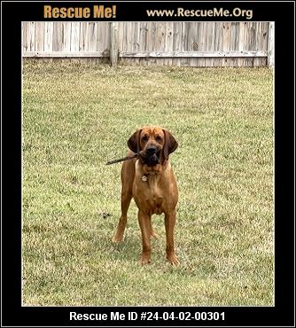 - Kansas Dog Rescue - ADOPTIONS - Rescue Me!