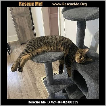 - Michigan Cat Rescue - ADOPTIONS - Rescue Me!