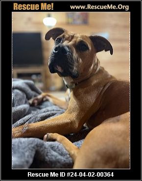 - Georgia Boxer Rescue - ADOPTIONS - Rescue Me!