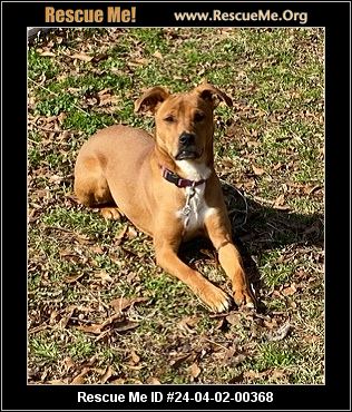 - Alabama Dog Rescue - ADOPTIONS - Rescue Me!