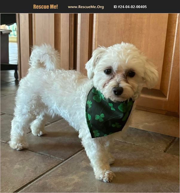 ADOPT 24040200405 ~ Maltese Rescue ~ Raleigh, NC