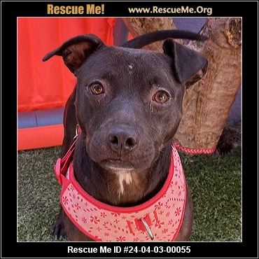 - California Pit Bull Rescue - ADOPTIONS - Rescue Me!