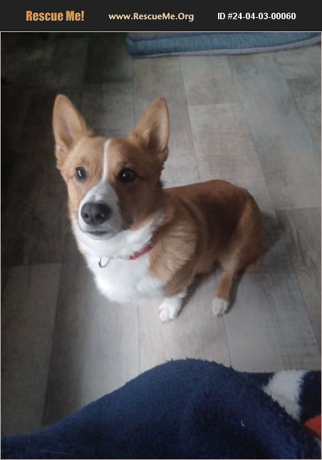 ADOPT 24040300060 ~ Corgi Rescue ~ West Bloomfield, MI