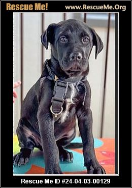 - Alabama Dog Rescue - ADOPTIONS - Rescue Me!