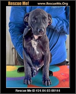 - Alabama Dog Rescue - ADOPTIONS - Rescue Me!