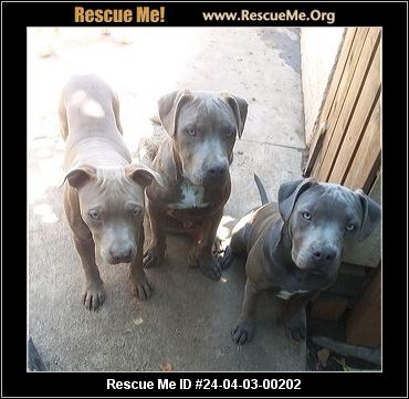 - California Bulldog Rescue - ADOPTIONS - Rescue Me!