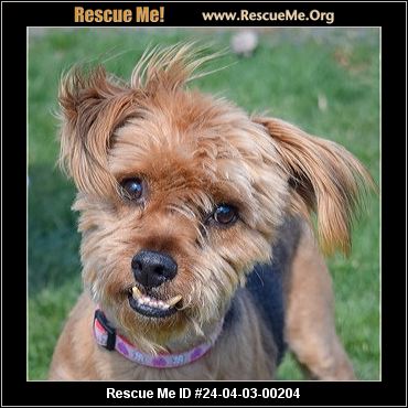 - Illinois Yorkie Rescue - ADOPTIONS - Rescue Me!