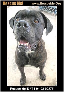 - Florida Mastiff Rescue - ADOPTIONS - Rescue Me!