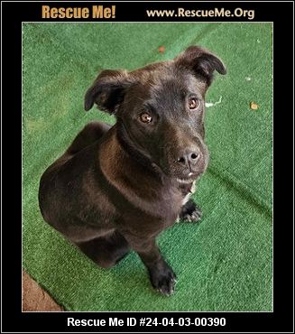 - California Pit Bull Rescue - ADOPTIONS - Rescue Me!