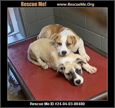 - Oklahoma Dog Rescue - ADOPTIONS - Rescue Me!