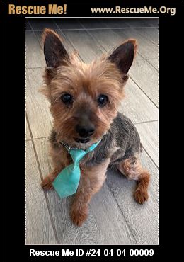 - New Jersey Yorkie Rescue - ADOPTIONS - Rescue Me!